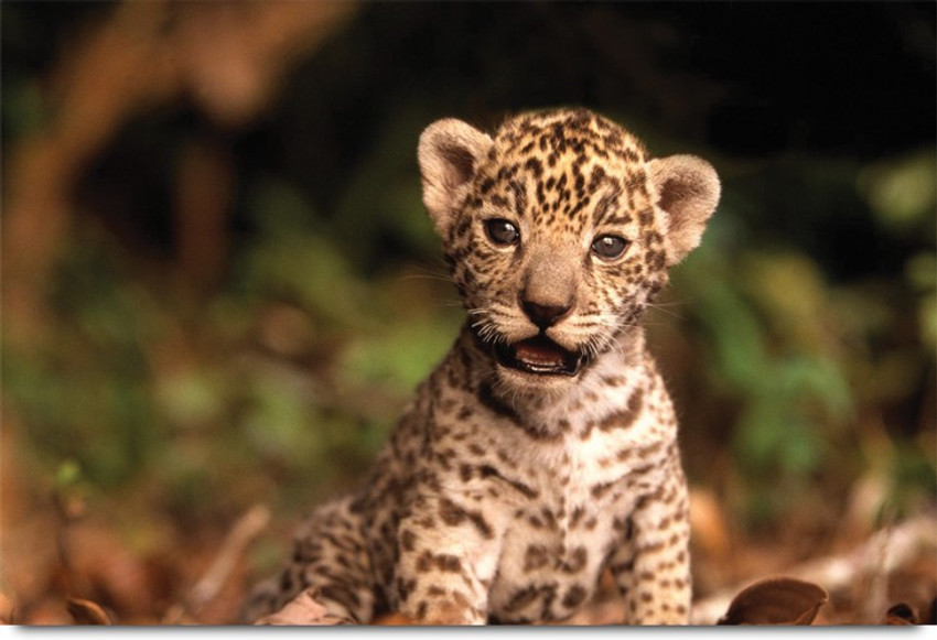 Baby Panther Wallpaper