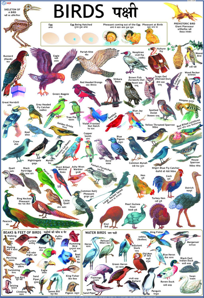 Indian Birds Chart