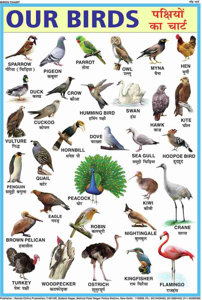 Birds Pictures With Names For Kids