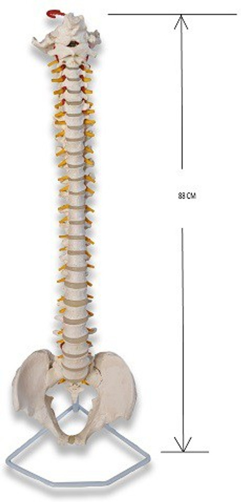 Skeletal System Vertebral Column