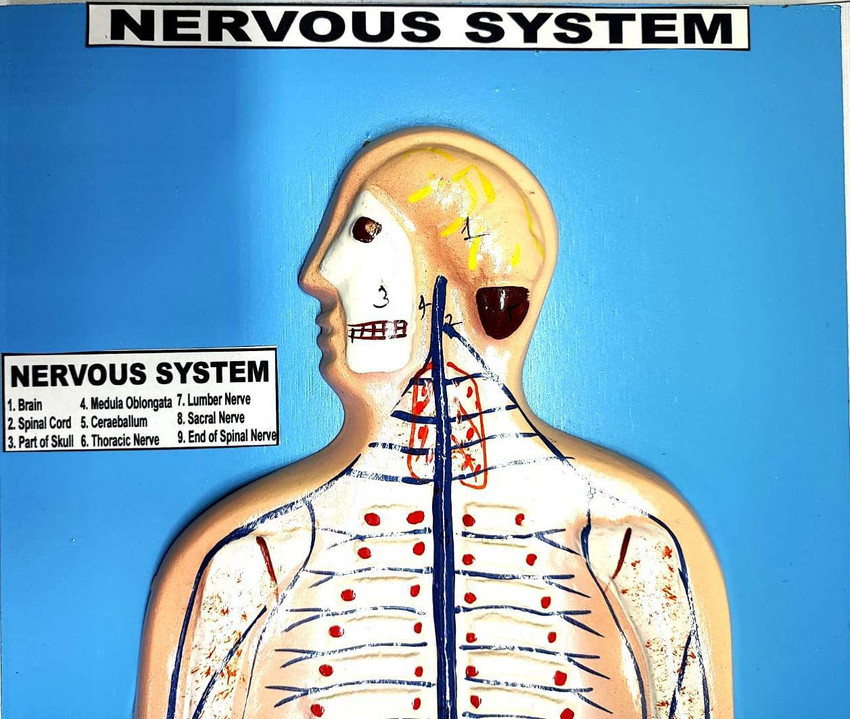 Human Nervous System For Kids