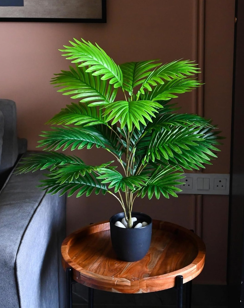 Areca Palm Indoor