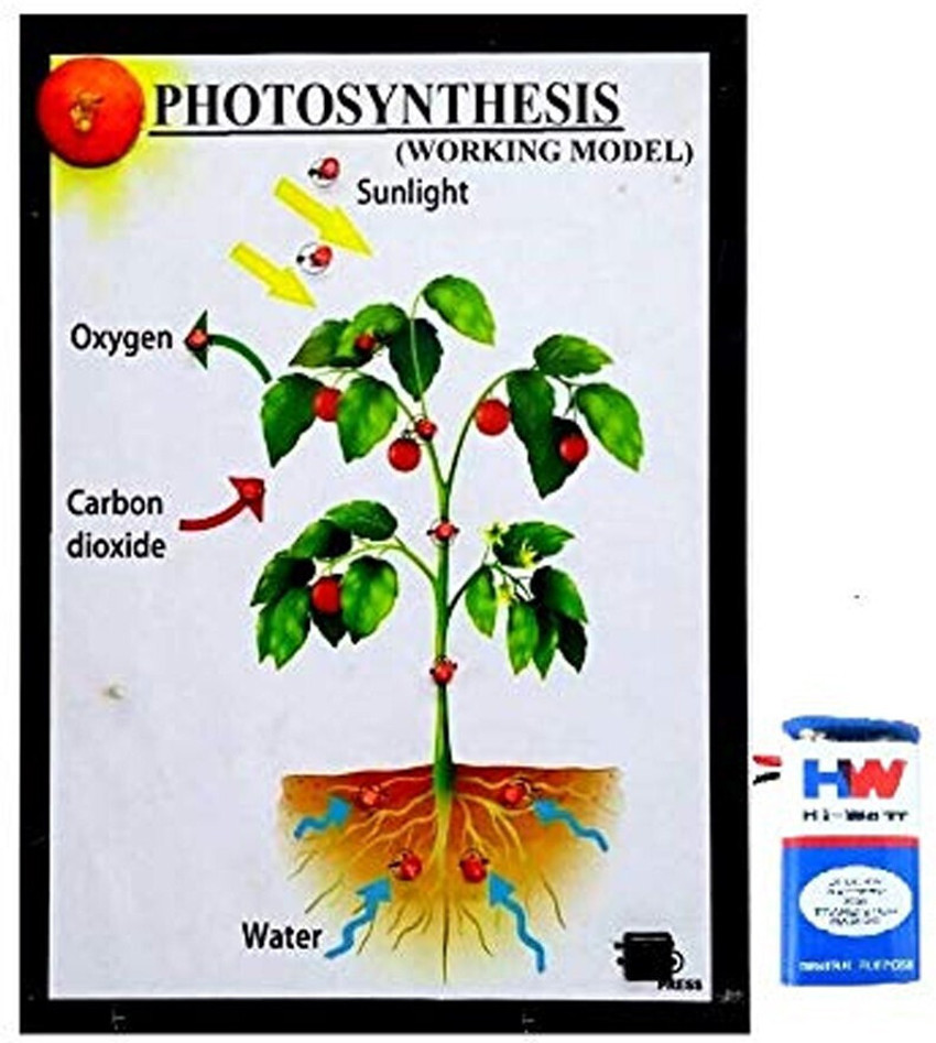 Photosynthesis Project Boards And Your Project