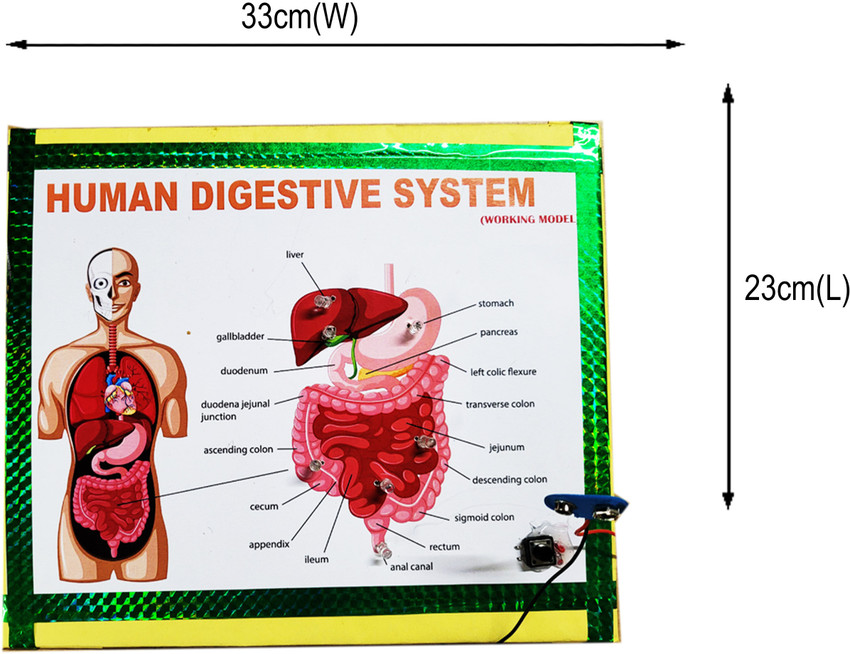 Digestive System Model Human Biology For Kids This Was Pinned By