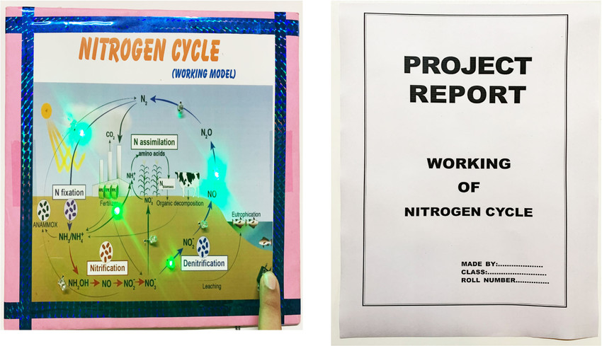 Nitrogen Cycle Graphic Education