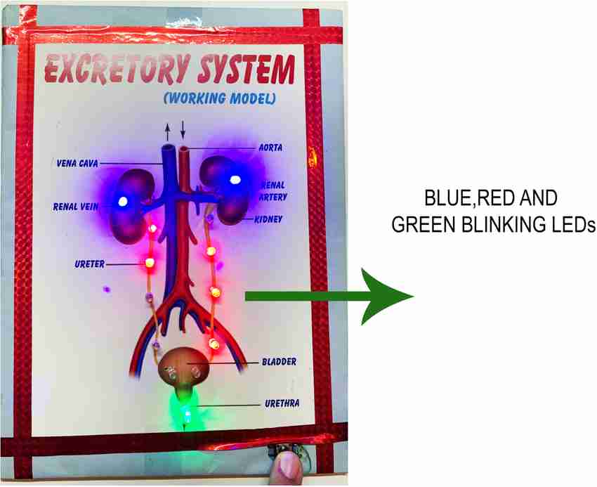 Excretory System Model