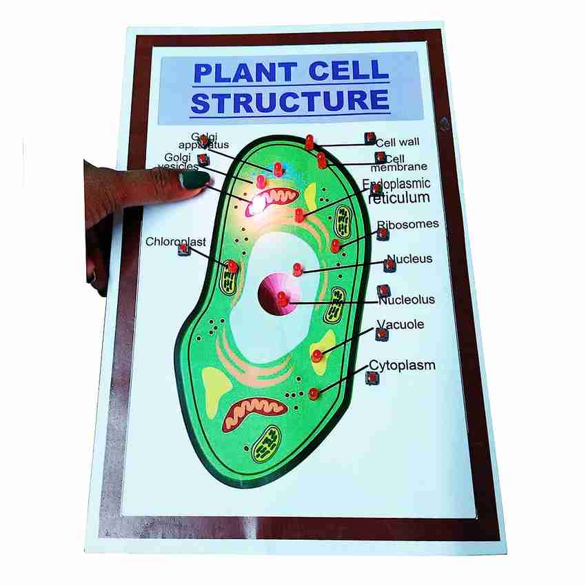 Biology Cell Structure