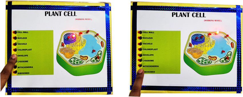 Plant Cell Project Poster