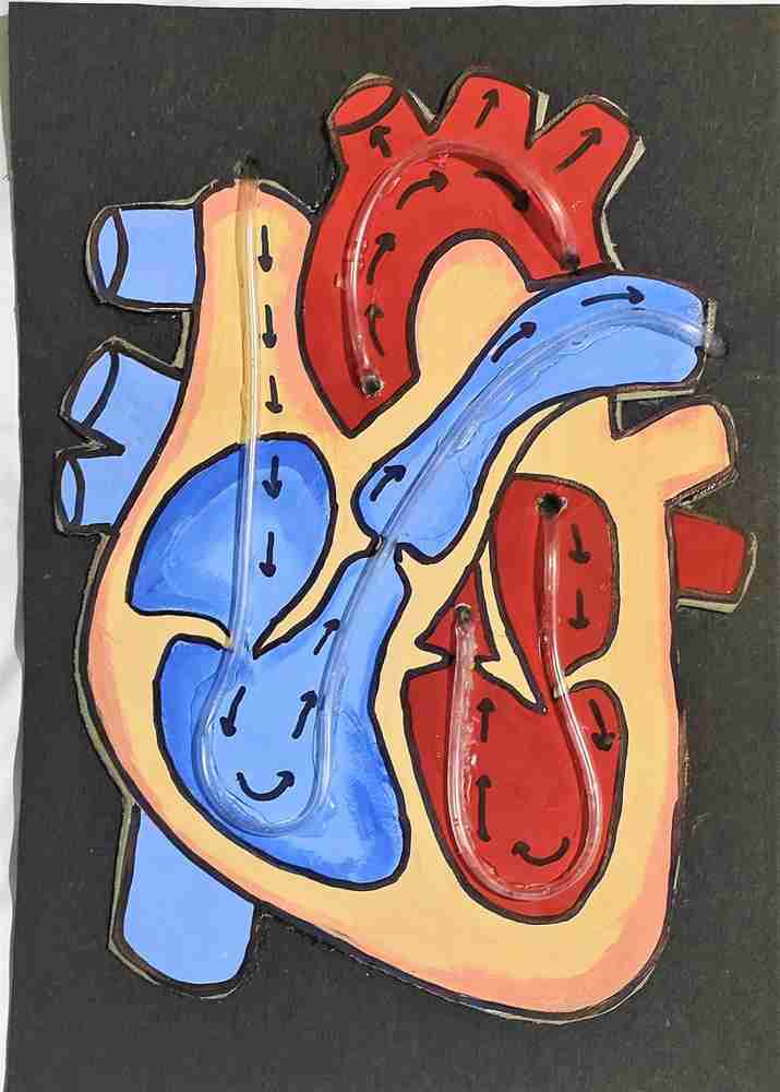 Human Heart Model Projects Advanced Giant Anatomical Human Heart Model