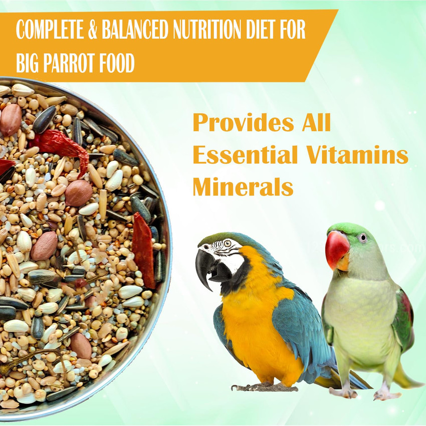 Indian Parrot Food List