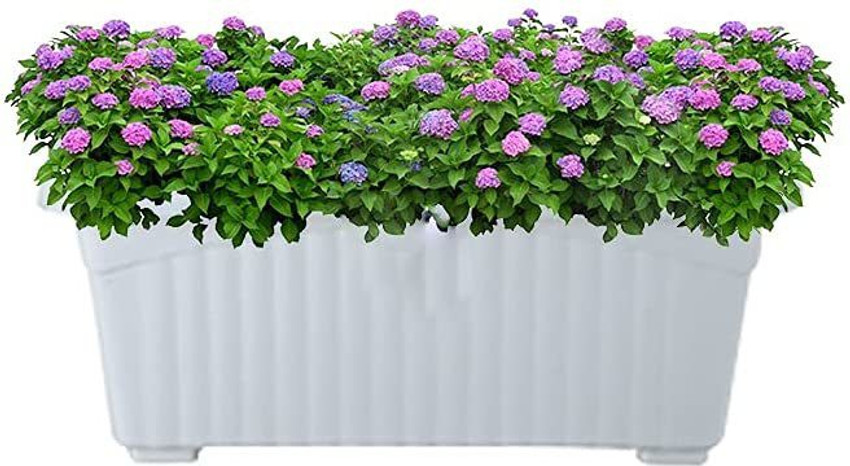 Jupiter Flower | Best Flower Site