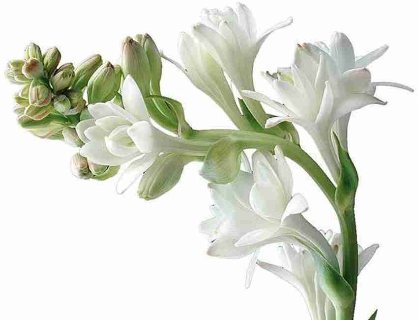 Rajnigandha Flower Cultivation In India | Best Flower Site