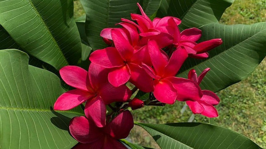 Red Champa Flower Plant | Best Flower Site