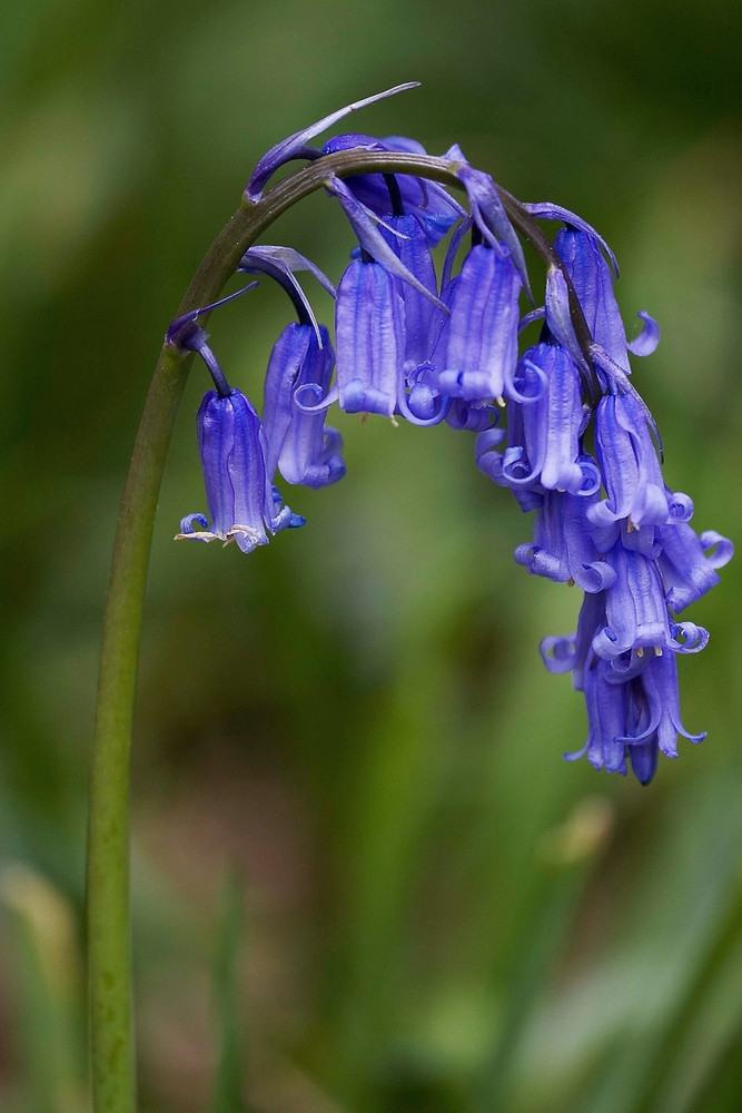Life Cycle Of A Bluebell Flower | Best Flower Site