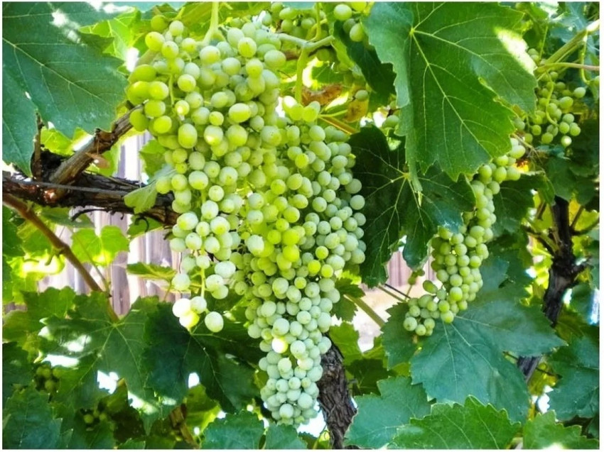 Images Of Grapes Tree