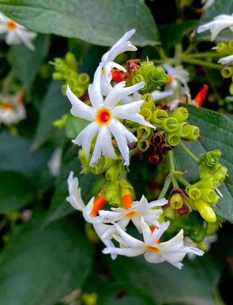 Parijat Flower Tree Images | Best Flower Site