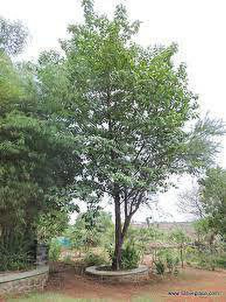 Native Place Garden: Which Kadamba Tree, 49% OFF