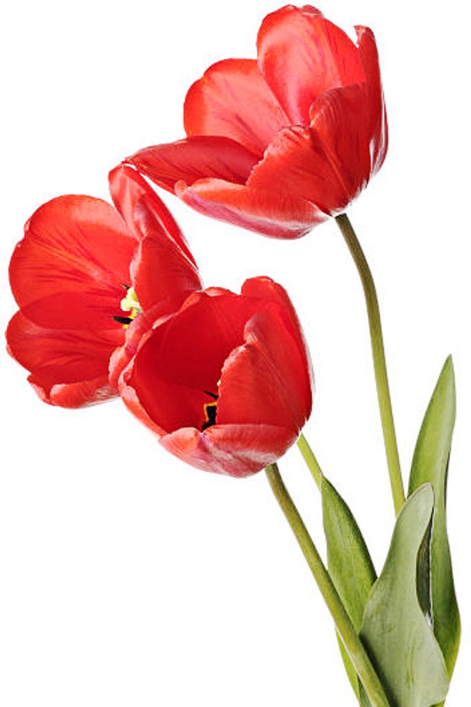 Tulip Flower Cultivation In India | Best Flower Site