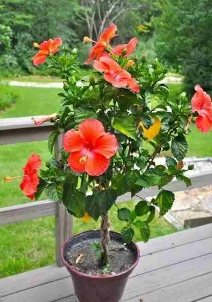 Hibiscus Flower Tree Hibiscus Tree Care – Growing The Perfect