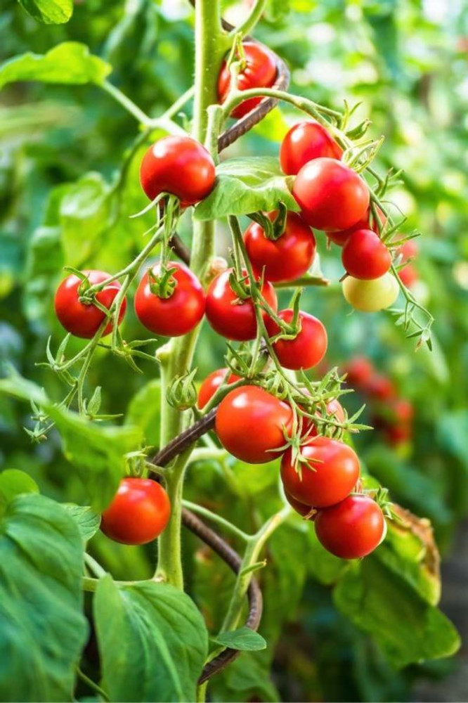 ibains Tomato Plant Price in India Buy ibains Tomato Plant online at Flipkart