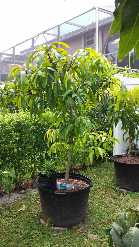Potted Mango Trees Mango Tree Plant In Flowerpot Growth From The Seed.