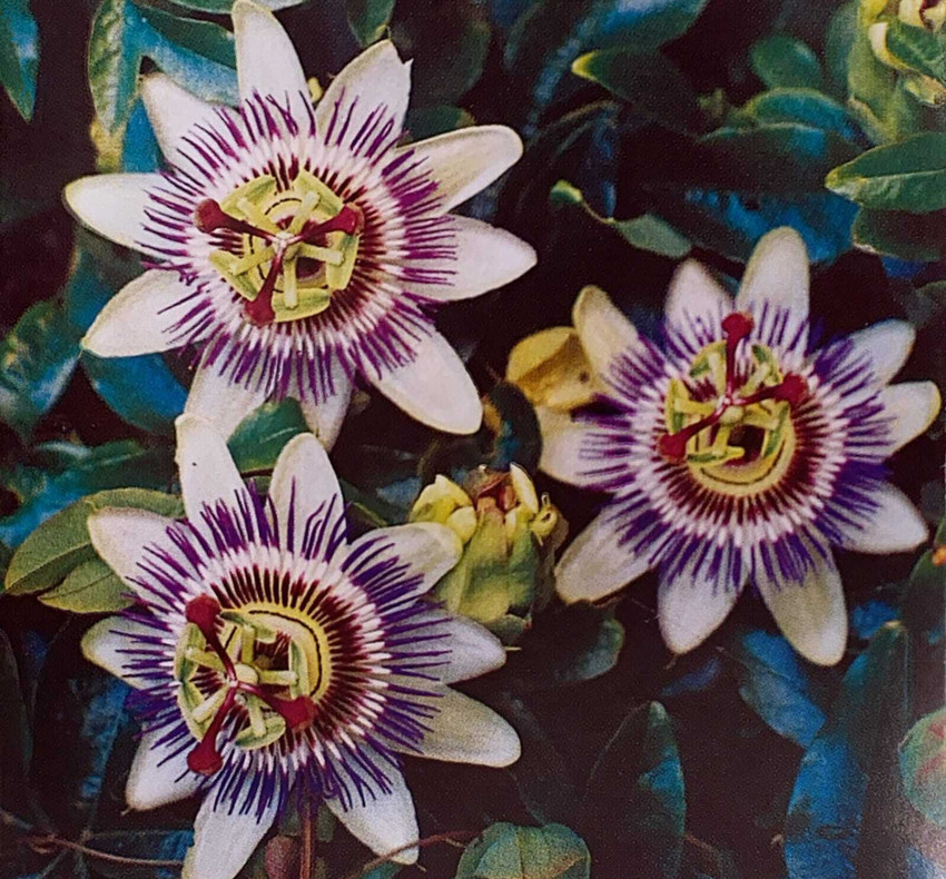 Passion Plant