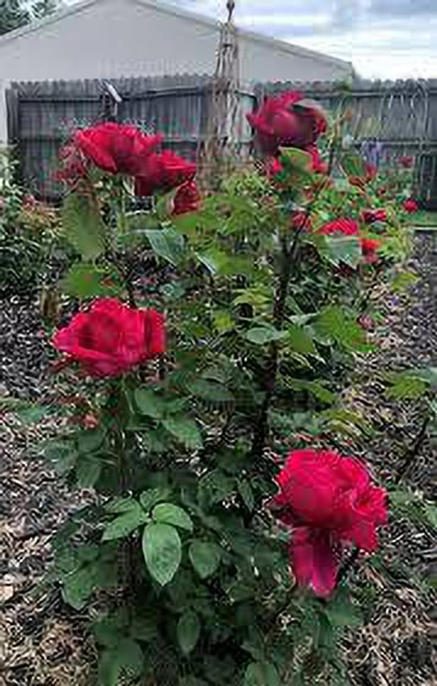 Chrysler Imperial Rose Bush
