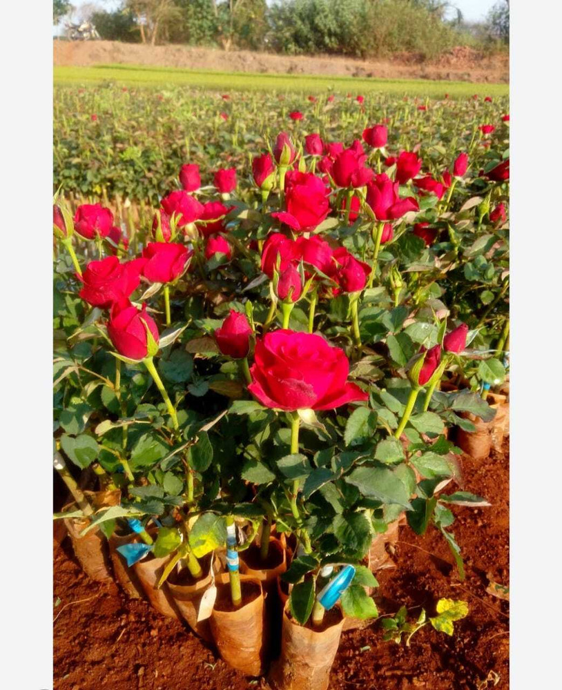 Rose Flower Plantation In India | Best Flower Site