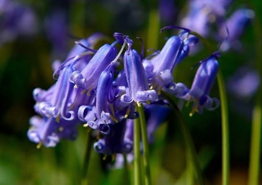 Life Cycle Of A Bluebell Flower | Best Flower Site