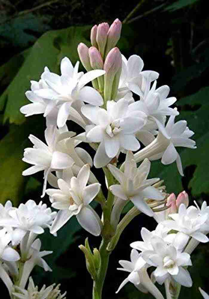 Rajnigandha Flower Plantation | Best Flower Site