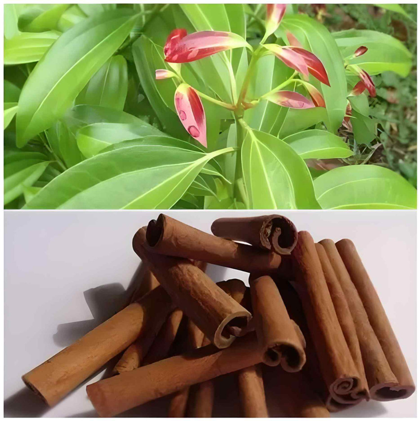 Growing Cinnamon Tree