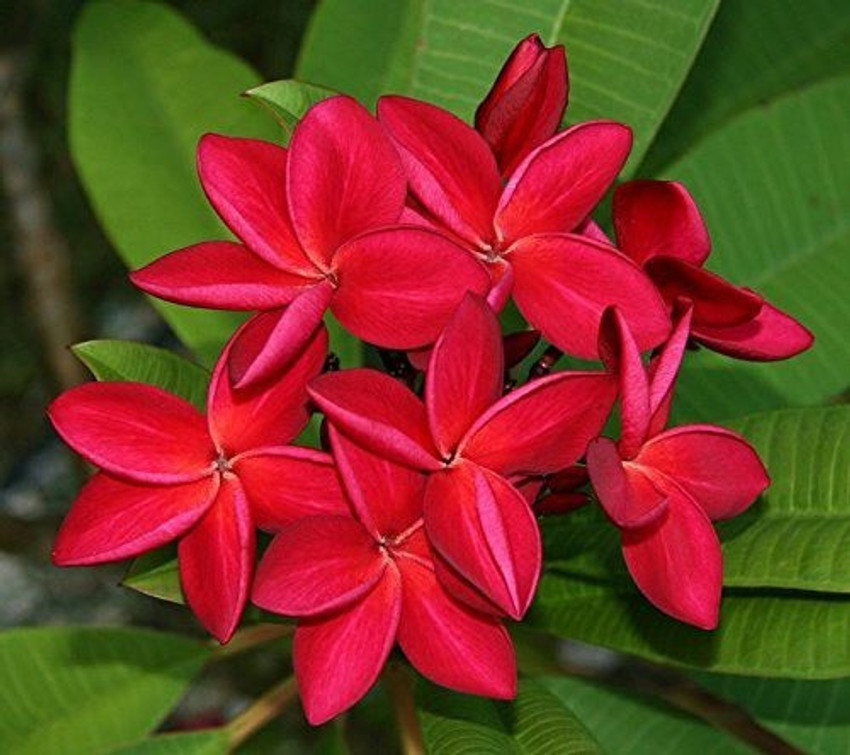 Red Champa Flower Plant | Best Flower Site