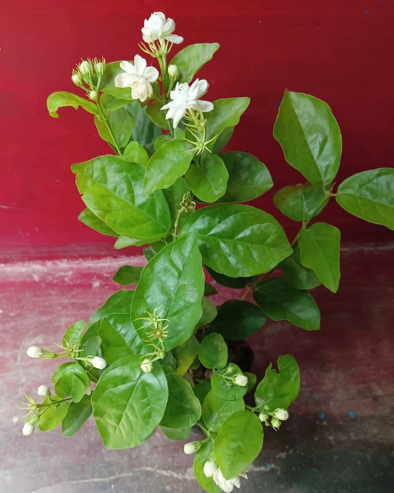 Bela Flowers | Best Flower Site