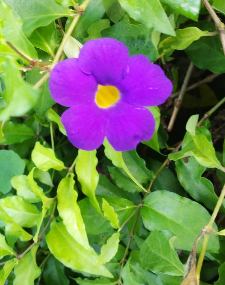 Flower Plant In India | Best Flower Site