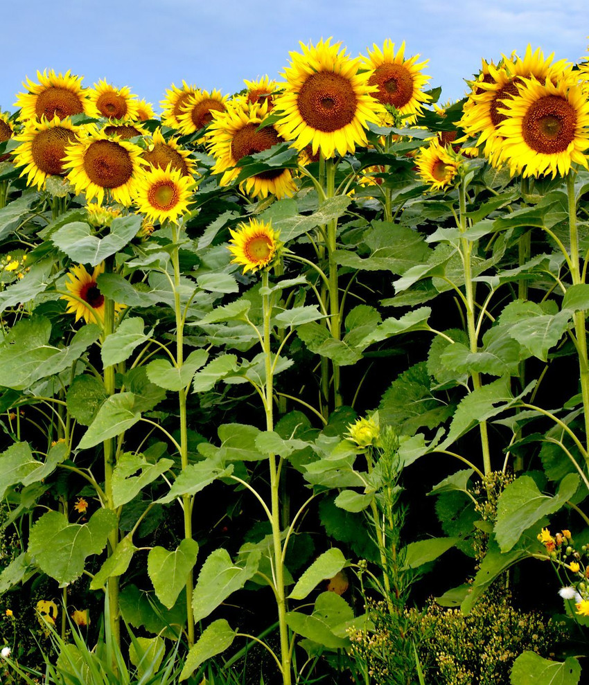KLP Sunflower Plant Price in India Buy KLP Sunflower Plant online at Flipkart