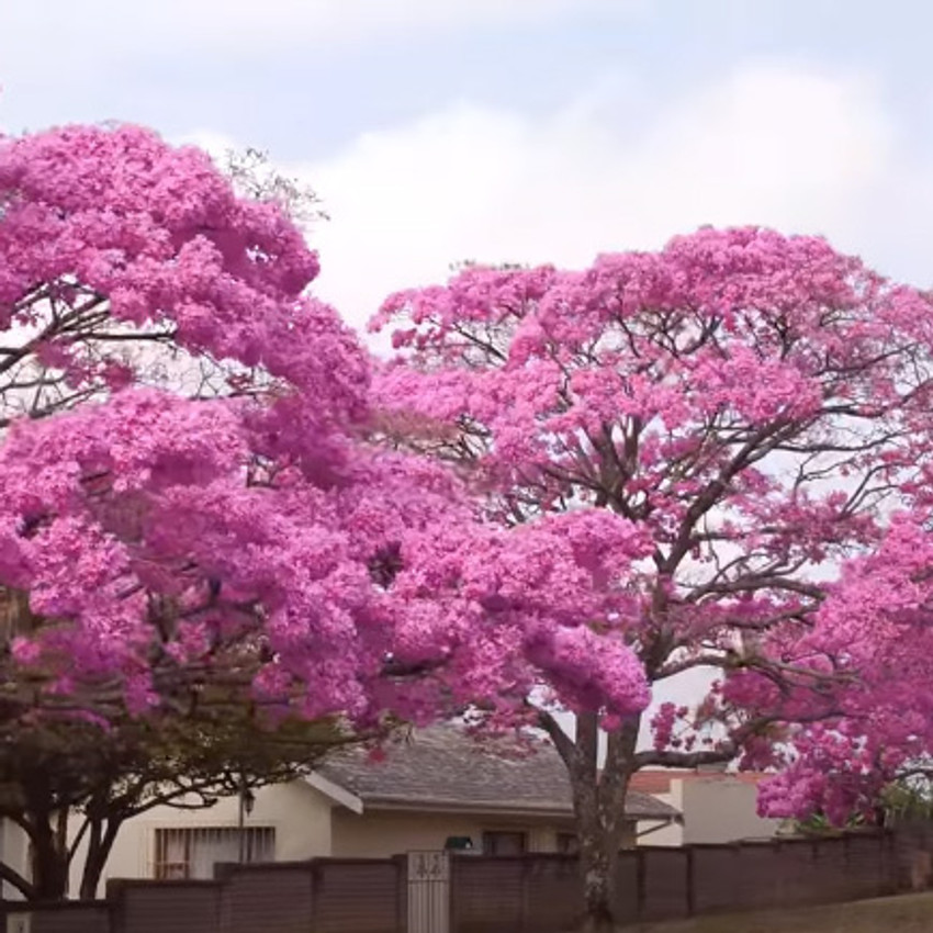 Tabebuia Rosea Tree