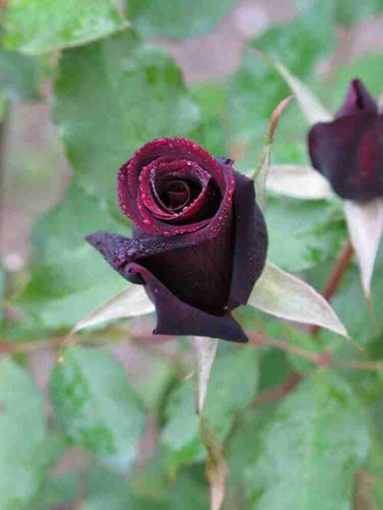 Green Rose Tree