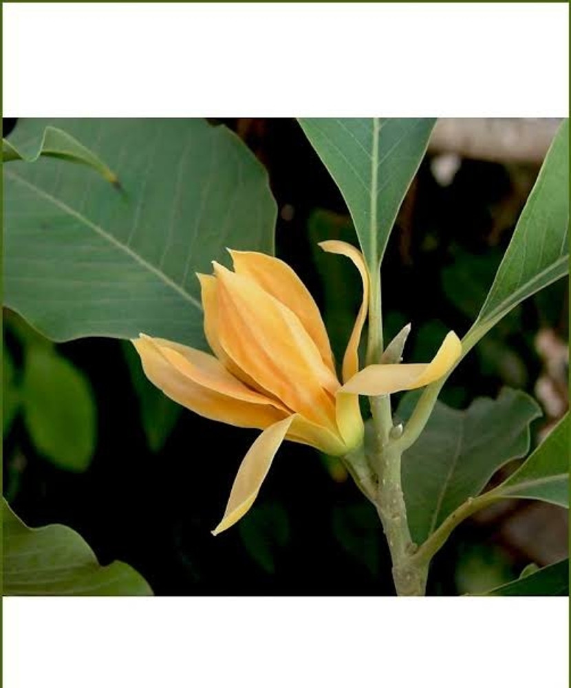 How To Grow Champa Flower Plant | Best Flower Site