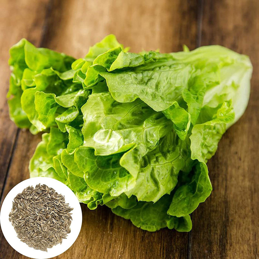 Lettuce Seeds