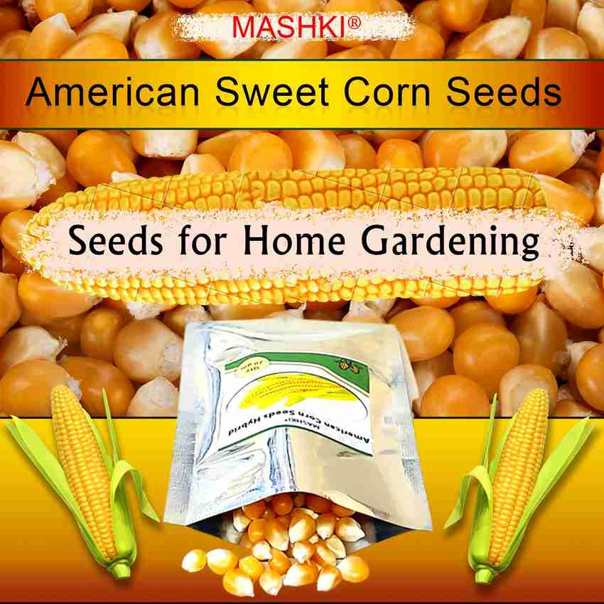 American Sweet Corn Images
