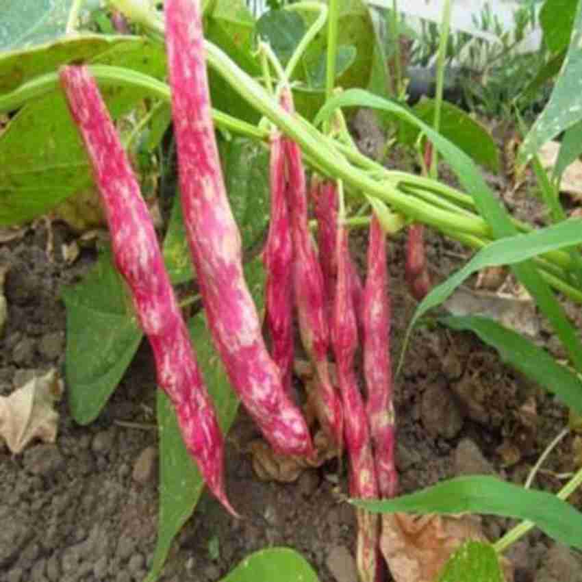 Rajma Plant
