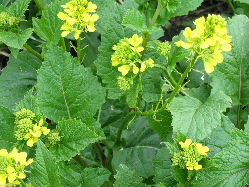 Black Mustard Plant