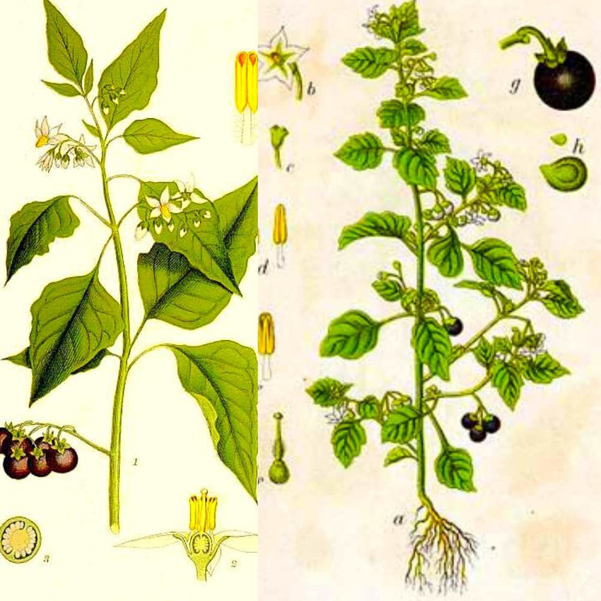 Solanum Nigrum Seeds