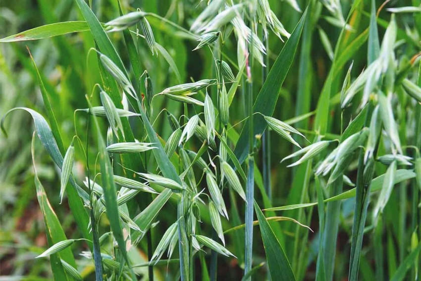 Erwon Hybrid Oat Grass Seed Price in India Buy Erwon Hybrid Oat Grass Seed online at Flipkart
