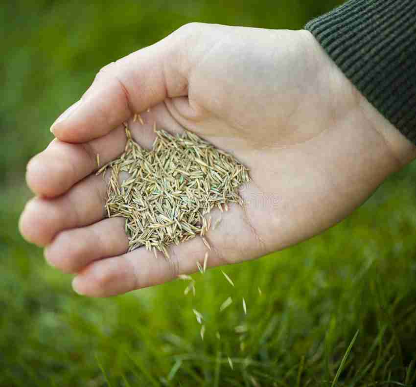 Arshiayat Bermuda Grass Seeds Lawn Grass Bermuda Bermuda Lawn Grass Seed For Home Garden Seed Price in India Buy Arshiayat Bermuda Grass Seeds Lawn Grass Bermuda Bermuda Lawn Grass Seed For
