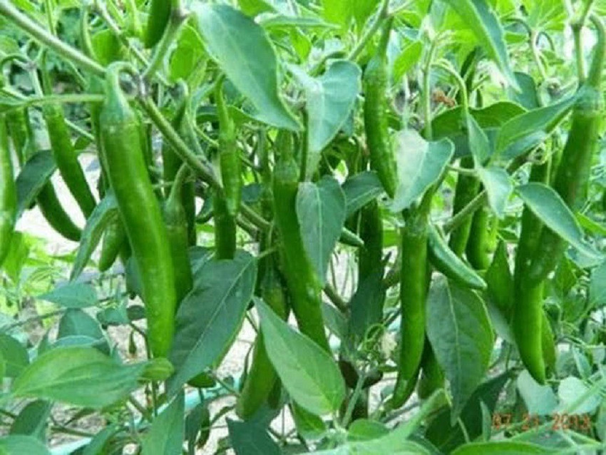 Indian Green Chilli Plant