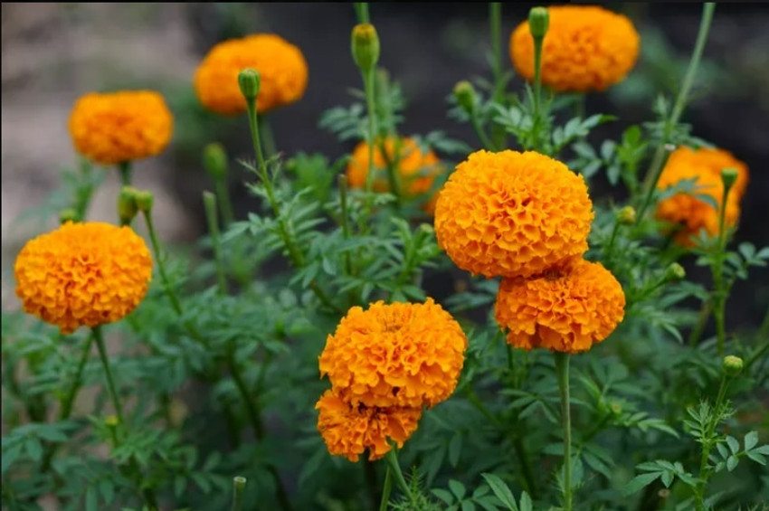 What Is Genda Flower Called In English | Best Flower Site