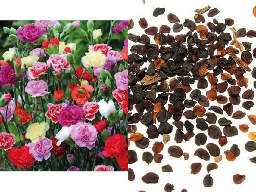 Aywal Carnation Flower Best Quality Seed Price in India Buy Aywal Carnation Flower Best Quality Seed online at Flipkart