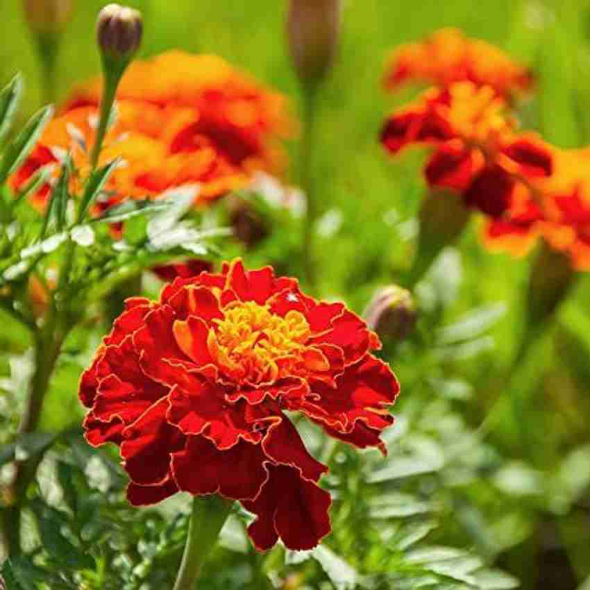 Pusa Flower Seeds | Best Flower Site