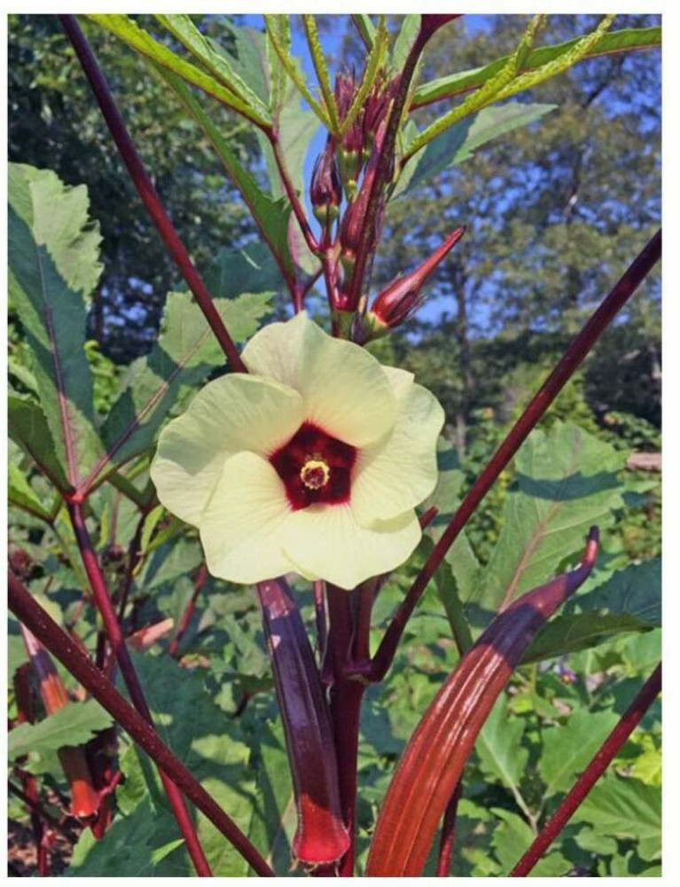 Red Okra Flower Exploring The Beauty Of Okra Flowers